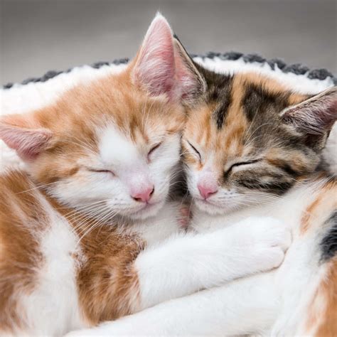 100 Matching Cat Pfp Wallpapers