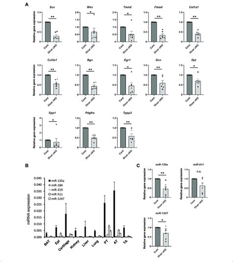 Tendon Related Genes And Mirnas Expression In Achilles Tendon Download Scientific Diagram