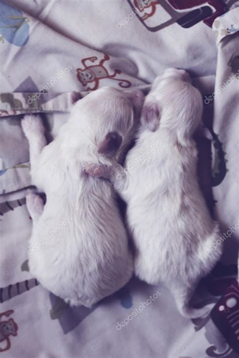 Maltese Newborn Puppies