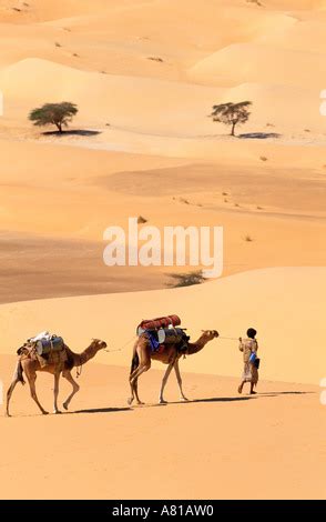 La Mauritanie Ladrardesertcaravanes De Chameaux Bédouinvue Arrièrelafrique De Louest