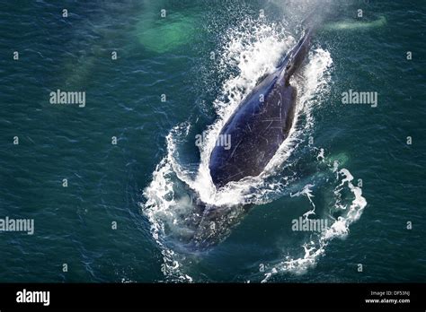 Aerial view of humpback Whales (Megaptera novaeangliae) surfacing in ...