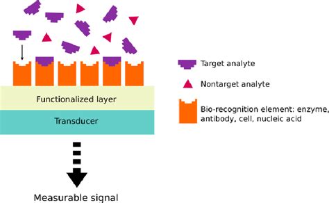 2 Typical Biosensor Configuration Download Scientific Diagram