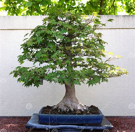 Bonsai It Is An Asian Art Form Using Cultivation Techniques To Produce Small Trees Editorial