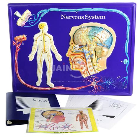 Nervous System Model