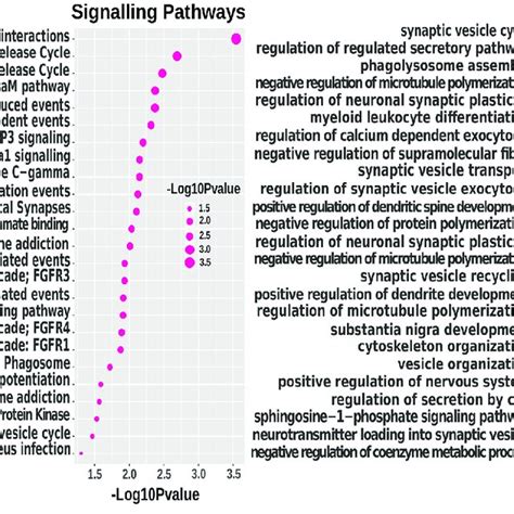 Gene Set Enrichment Analysis Of Shared Genes Between Obesity And