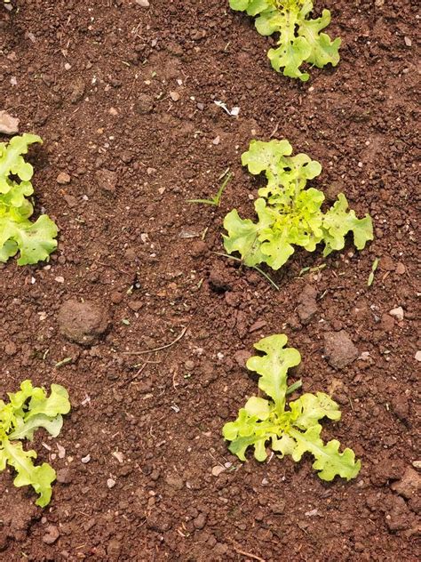 Detection Du Centre Object Detection Dataset And Pre Trained Model By Agriculture Robot