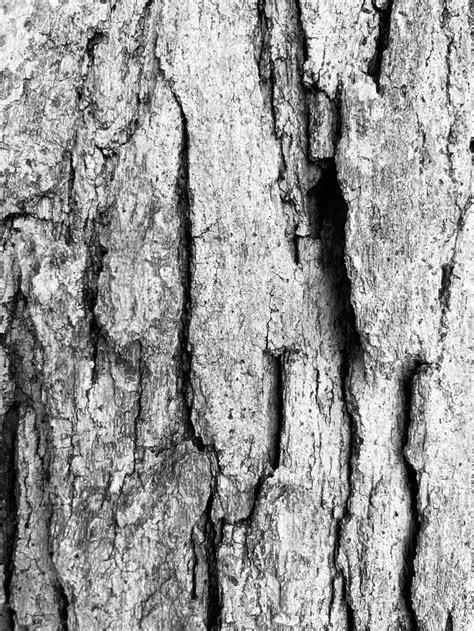 Oak Tree Bark