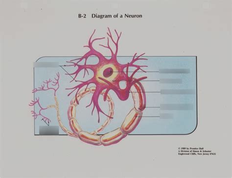 Chapter 2 Biology Diagram Quizlet
