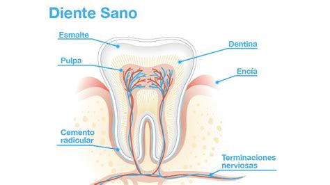 Las Partes De Los Dientes Dra Mª José Barra Soto