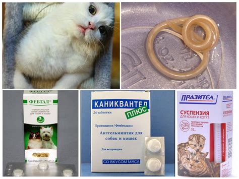 Фиприст для кошек: инструкция по применению, показания и ...