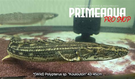 Wild Polypterus Sp Koulouton 43 45cm Primeaquaonline