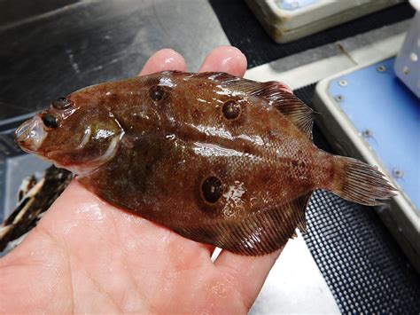 Picture Of Ocellated Flounder