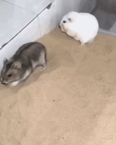 Hamster Hamsters  Hamster Hamsters Sand  탐색 및 공유