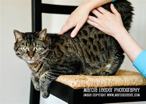 Harry The Handsome Hiding Cat Marcia Leeder Photography