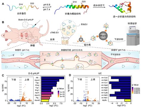 南开大学刘定斌教授团队近年来重要工作概览——细胞外囊泡分离分析新策略 X Mol资讯 南开大学刘定斌教授团队近年来重要工作概览——细胞外囊泡分离分析新策略 X Mol资讯