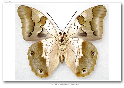 Prepona Deiphile Salvadora Pinned Specimens