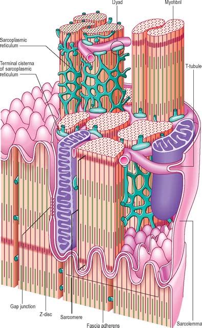 Sarcoplasmic Reticulum In Cardiac Muscle