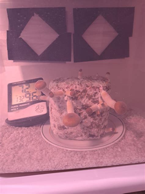 First Timer Very Excited After Multiple Fails Rmagicmushrooms