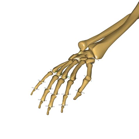 Detailed Hand Model — Ammr V314 Documentation