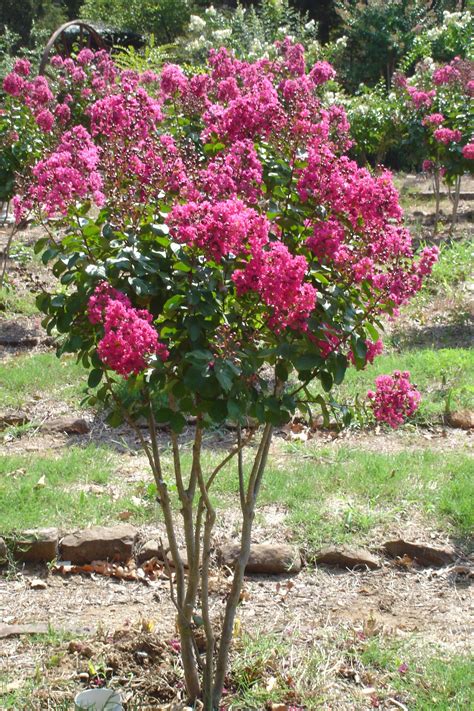 What Color Are Myrtle Flowers At Michelle Burgess Blog