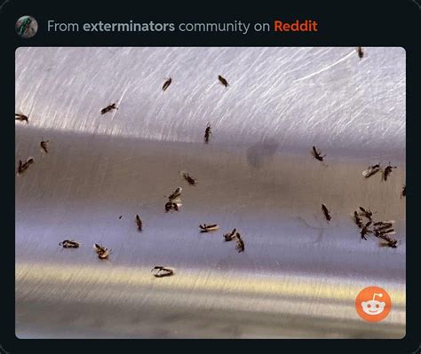 Bug Bite Or Reaction R Bugbite