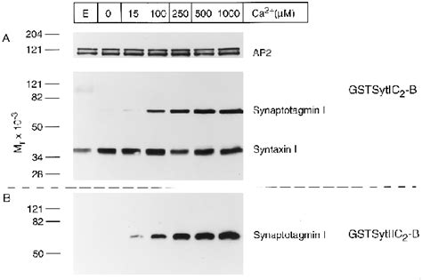 Ca 2 Dependence Of Syti Binding To The Second C 2 Domains Of Syti And