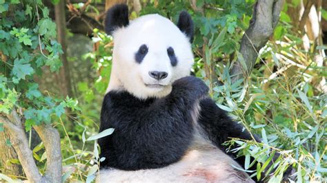 Panda Fact Sheet Blog Nature Pbs