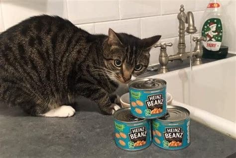 Meet Simba The Cat Stuck In A Derelict Hotel For A Week Who Survived