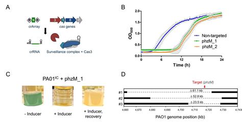 A A Schematic Of The Type I C Cas Gene Operon And Crispr Array The Download Scientific