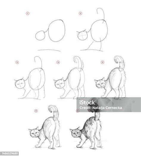 페이지는 서있는 고양이를 스케치하는 법을 배우는 방법을 보여줍니다 연필 그리기 수업 아티스트를 위한 교육 페이지입니다 예술적