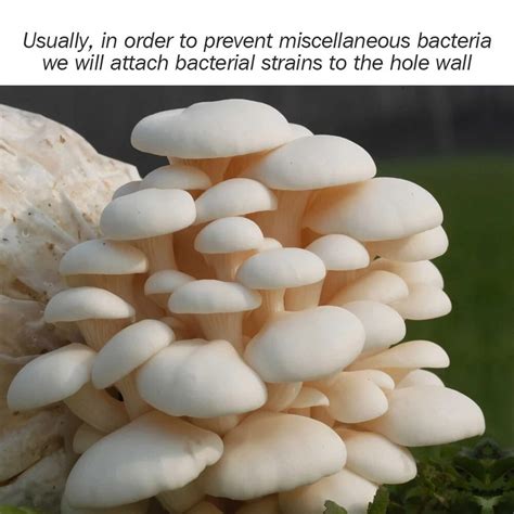 Badu Bg 13 15 см автоклавираща се пръчка за инокулиране на гъби пръчка