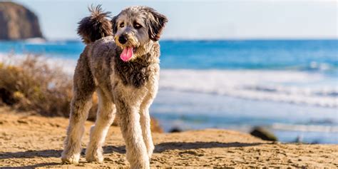 Sexing Puppies — How To Determine The Sex Of Newborn Puppies