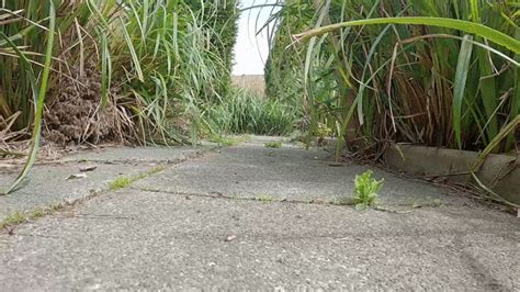 Muscle Giant Catches You In His Yard And Toys With You Before Swallowing You Whole Garage