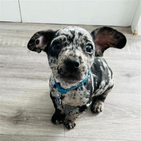 Dachshund Mixes Discover 33 Adorable Hybrid Doxies 2024