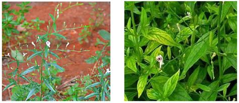 Extraction And Isolation Of Diterpenoids Derivatives Andrographolide Of Andrographis Paniculata