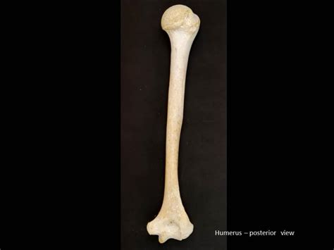 Appendicular Skeleton