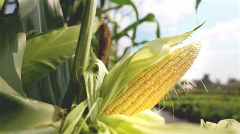 28900 Corn Plant Field Stock Videos And Royalty Free Footage Istock