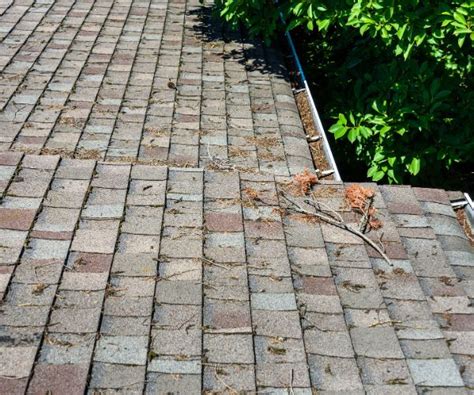 Ipswich Tree Removal Tree Topping Pruning And Trimming