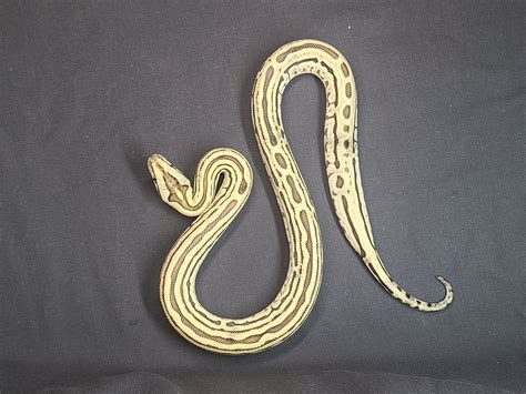 labyrinth burmese python traits morphpedia