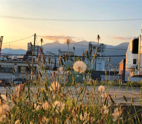 The Scout List Vol Scout Magazine