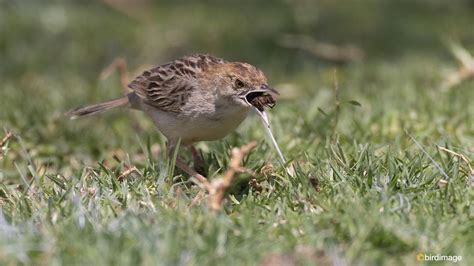 Bruinkopgraszanger Neddicky Birdimage