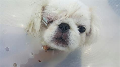 안구탈구 각막손상 양막이식술한 유기견 페키니즈 봉달 네이버 블로그