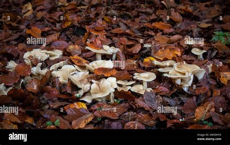 Psilocybin Magic Mushrooms Growing In Forest Naturally Psychoactive