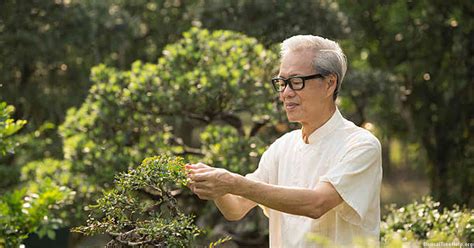 What Minecraft Mod Has Bonsai Trees Bonsai Tree Help