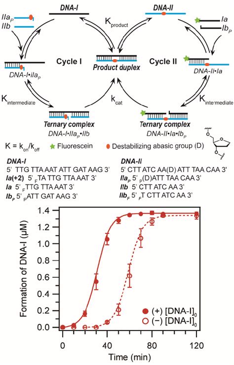 Self Replication Of Dna I By Lesion Induced Dna Amplification Lida