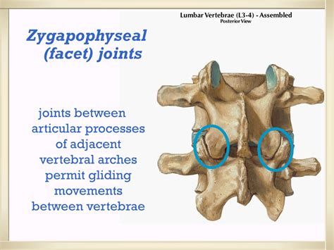 Ppt The Vertebral Column Powerpoint Presentation Free Download Id 9501150