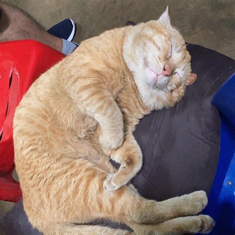 เมื่อหนูเมธีเจอแมวส้มสูงวัยที่สนามแ หนูเมธีมีลูกแมวเหมียว