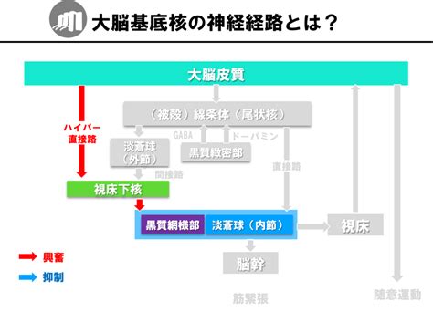 基底核脳幹 ループ 大脳基底核ループ 文献 Euow