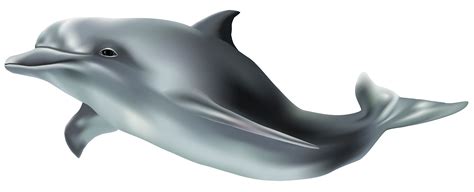 Common Bottlenose Dolphin Wholphin Tucuxi Clip Art Dolphin Png Clip