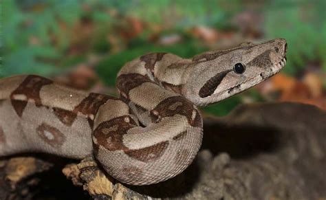 Petmuch Boa Constrictor Snake Care Diet Facts And Habitat Setup